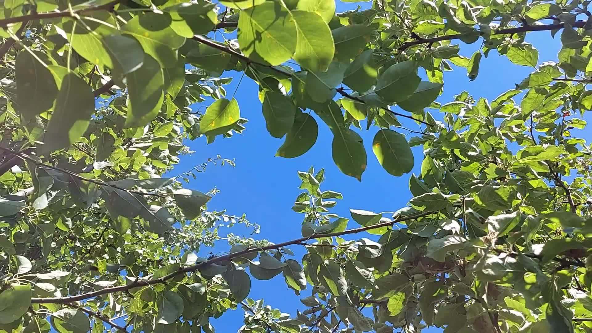 blue sky through the branches of fruit trees in the garden. sunny ...