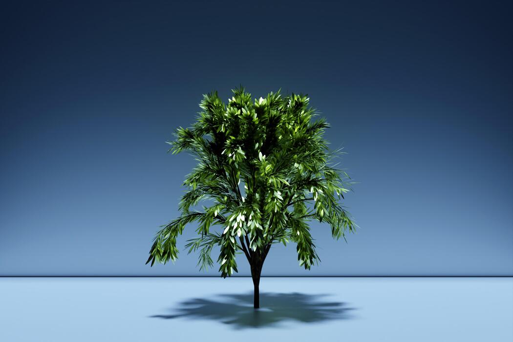 Growing Tree Animation Stock Photos, Images and Backgrounds for Free ...