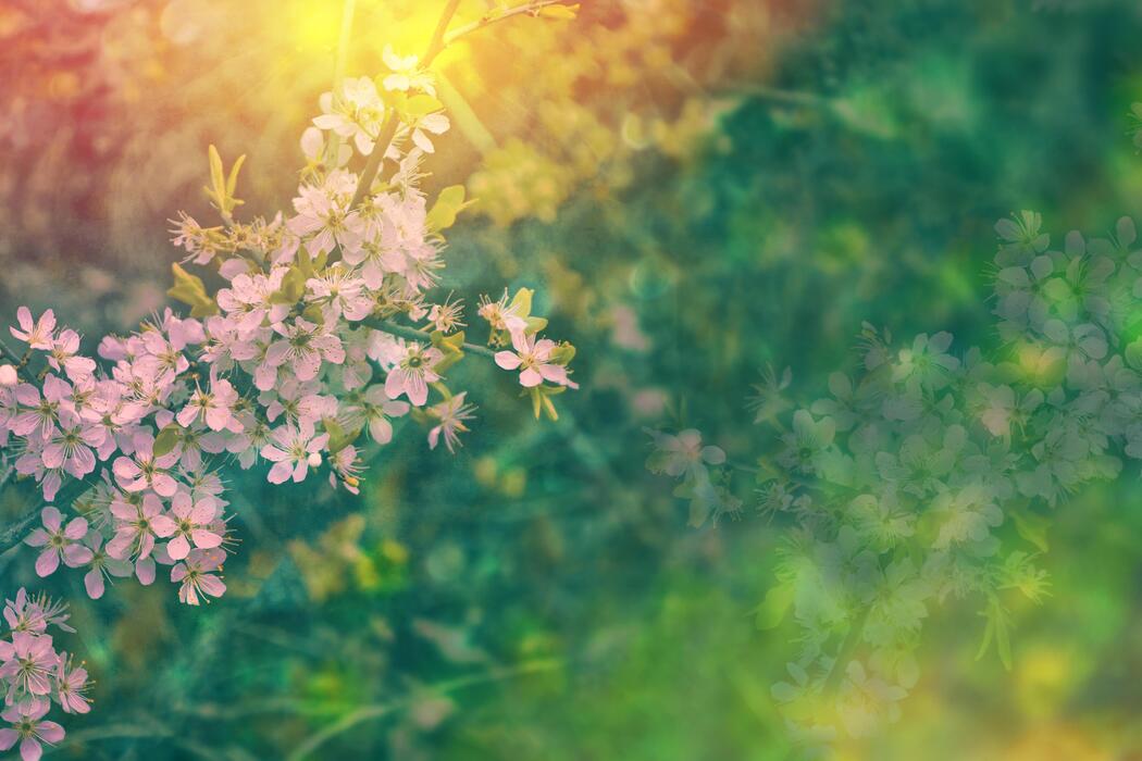 Colorful Spring Background Stock Photos, Images and Backgrounds for ...