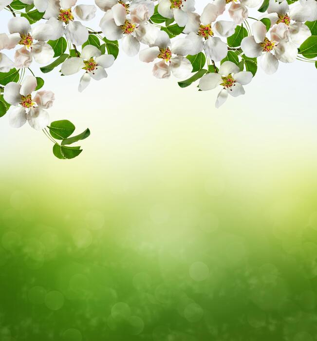 Green Spring Background Stock Photos, Images and Backgrounds for Free ...