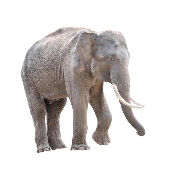 Elephant Stock Photos, Images and Backgrounds for Free Download