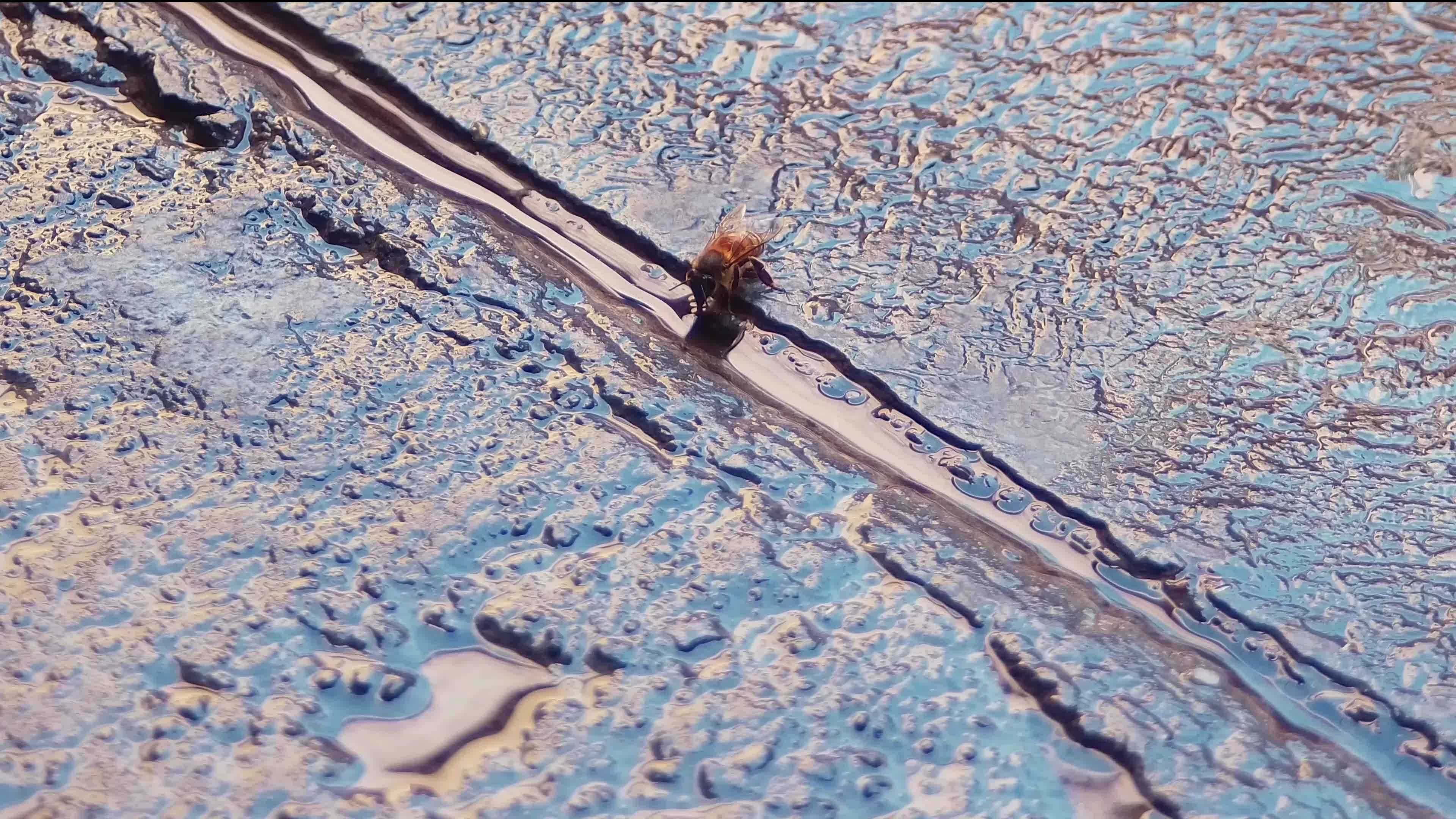 bee drinking water 10137887 Stock Video at Vecteezy bee drinking water 10137887 Stock Video at Vecteezy