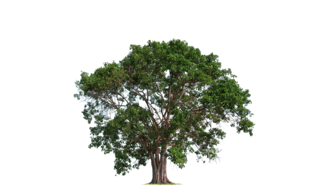 Mango Tree Pngs For Free Download