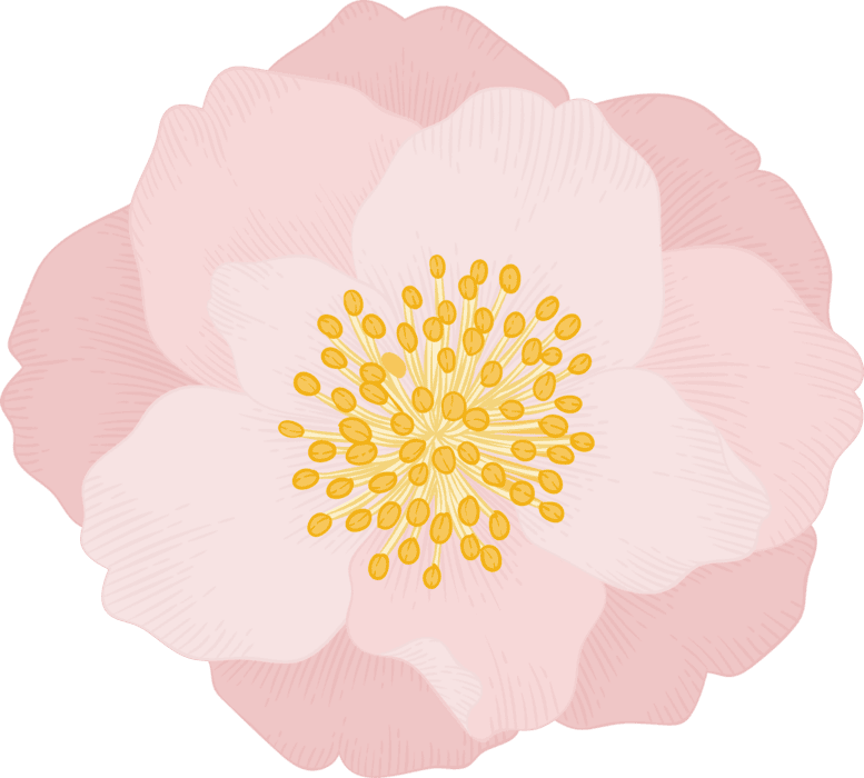 Blossom Flower PNGs for Free Download