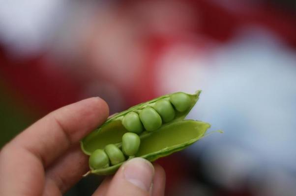 Pea Pod Stock Photos, Images and Backgrounds for Free Download