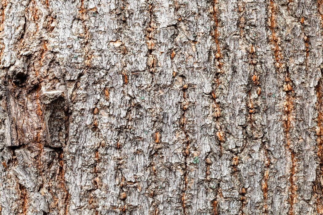 Tree Trunk Pattern Stock Photos, Images and Backgrounds for Free Download