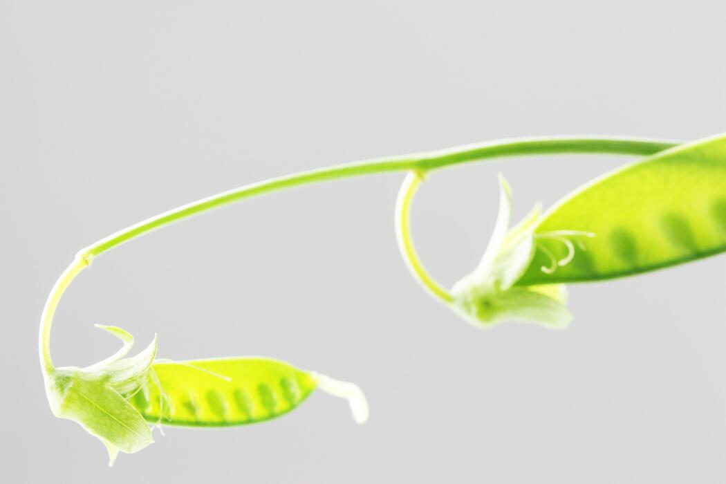 Pea Pod Stock Photos, Images and Backgrounds for Free Download