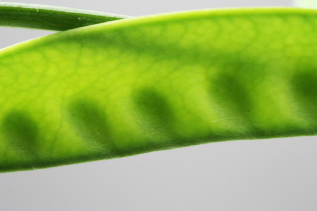 Pea Pod Stock Photos, Images and Backgrounds for Free Download