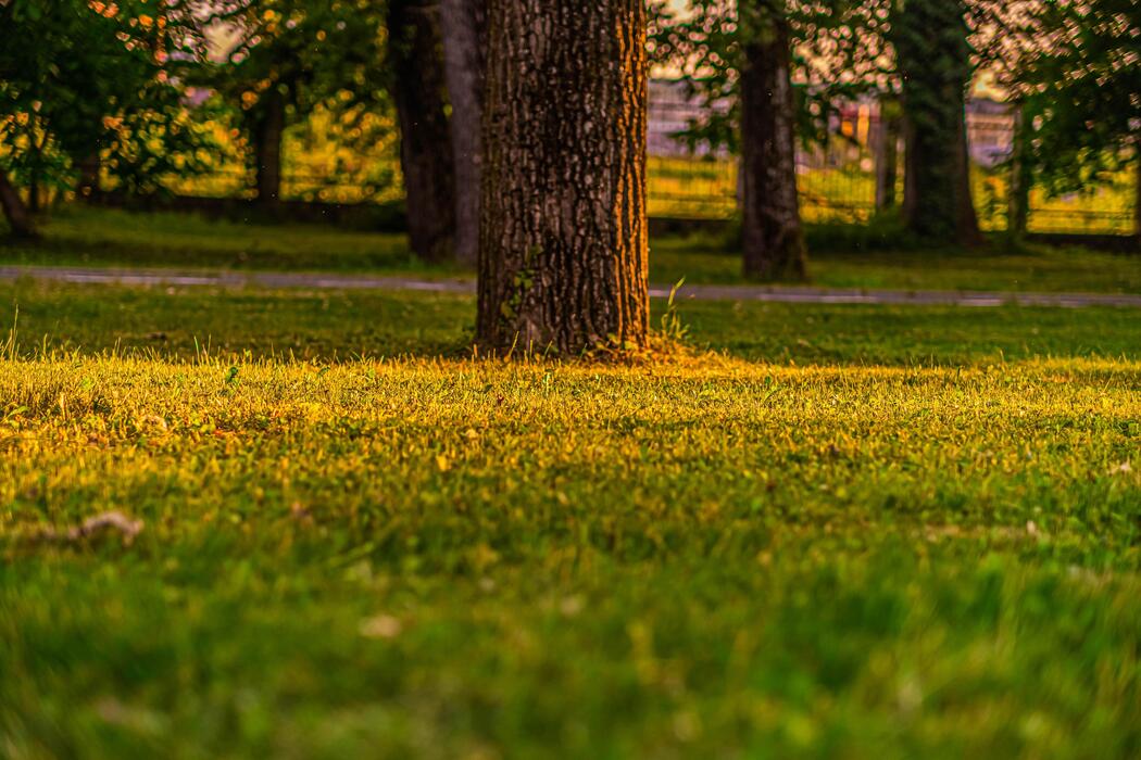 Grass And Trees Background Stock Photos, Images and Backgrounds for ...