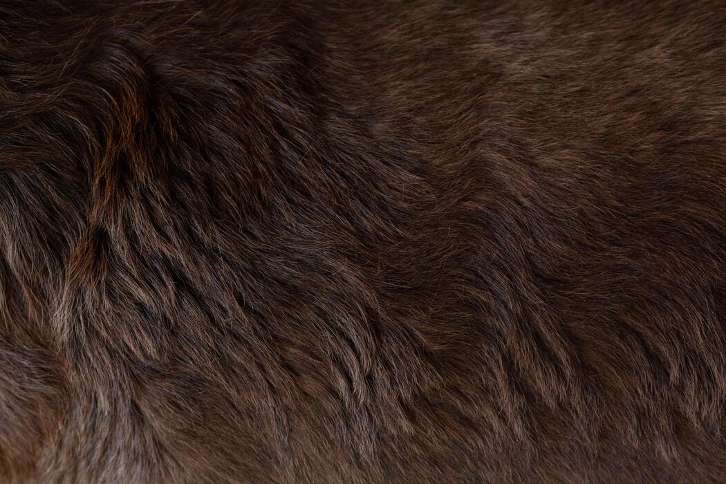 Brown Fur Stock Photos, Images and Backgrounds for Free Download
