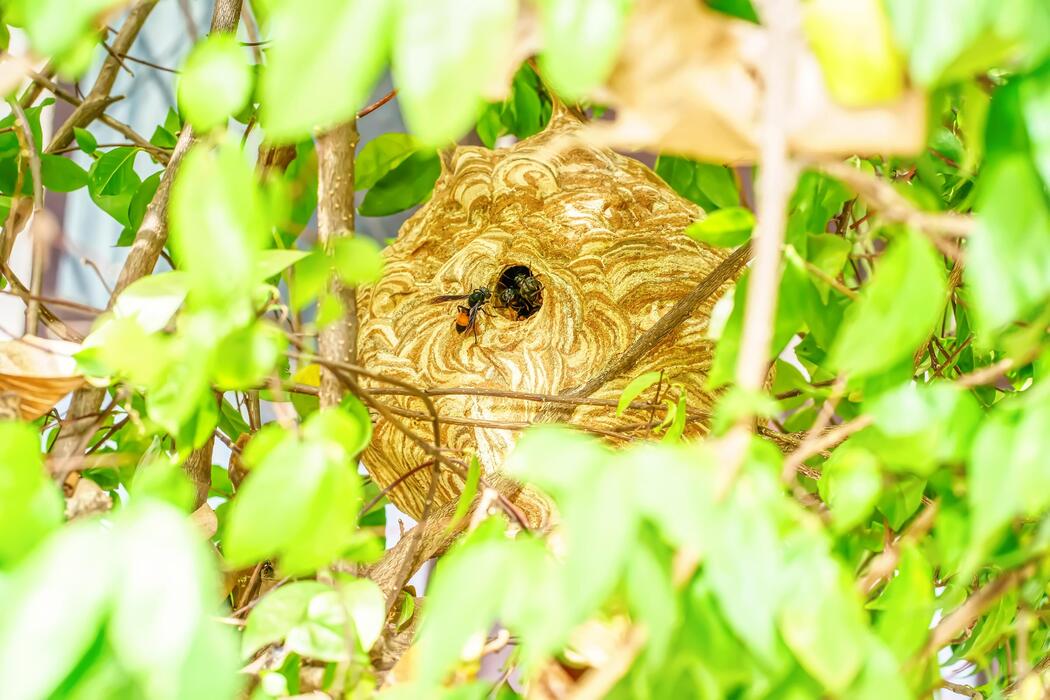 Cartoon Nest Stock Photos, Images and Backgrounds for Free Download