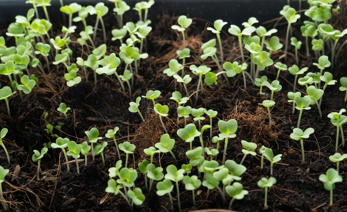 Clover Sprouts Stock Photos, Images and Backgrounds for Free Download