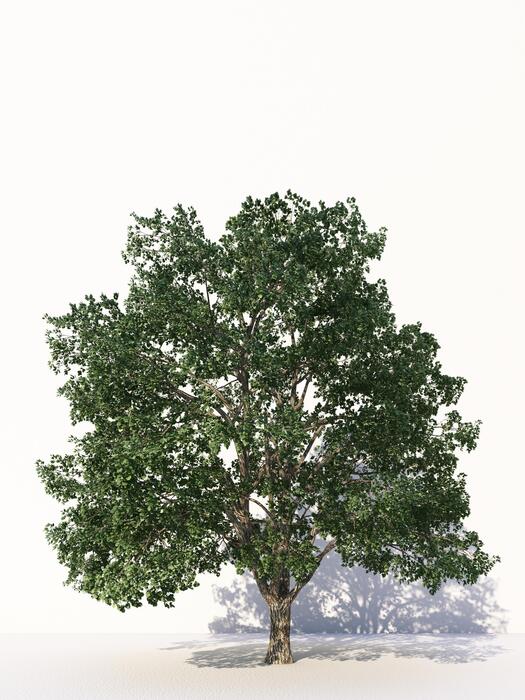 Tree Render Stock Photos, Images and Backgrounds for Free Download