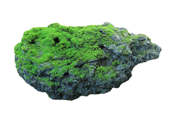Moss Pngs For Free Download