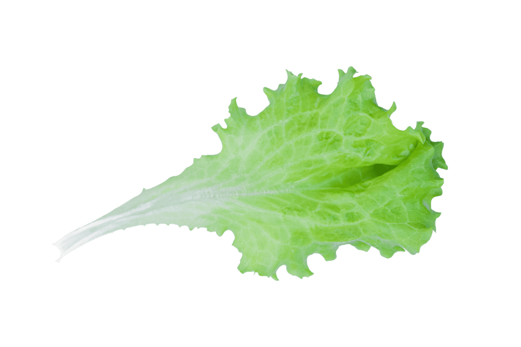 Lechuga PNG para descargar gratis