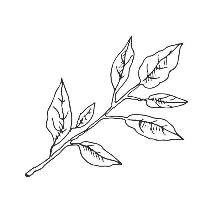 Hand Drawn Tree Branch Vector Art, Icons, and Graphics for Free Download