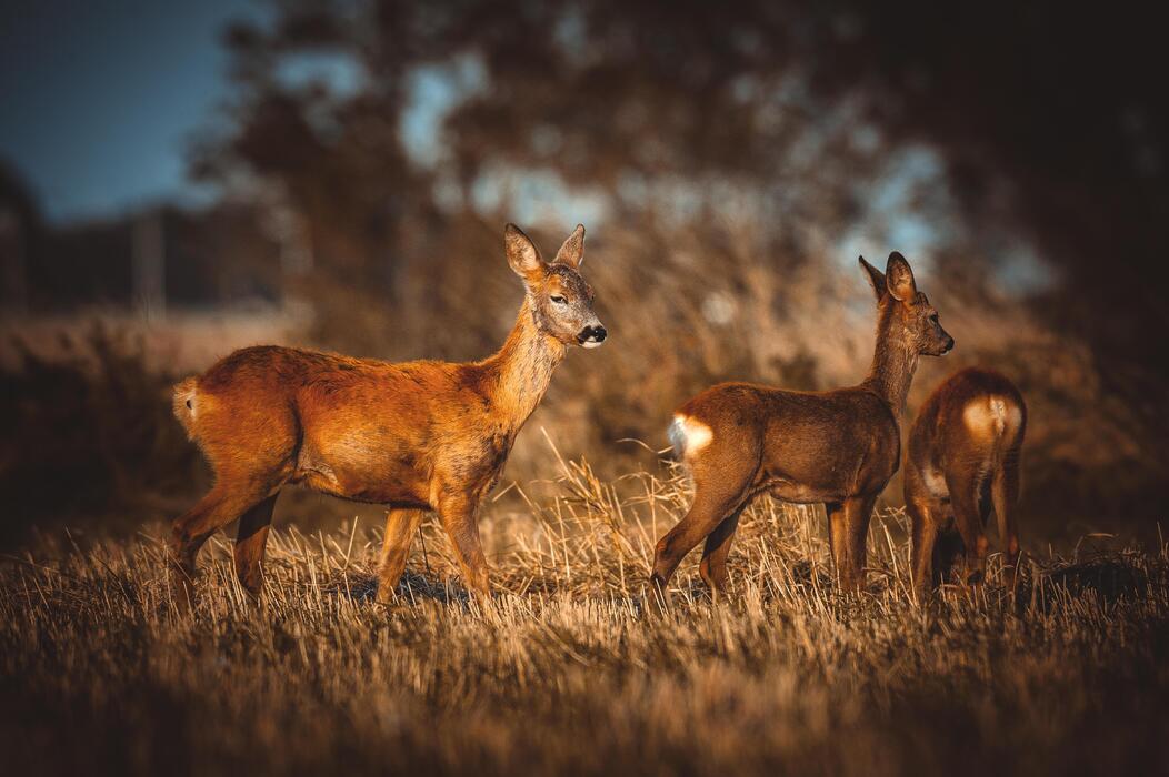 Wildlife Stock Photos, Images and Backgrounds for Free Download
