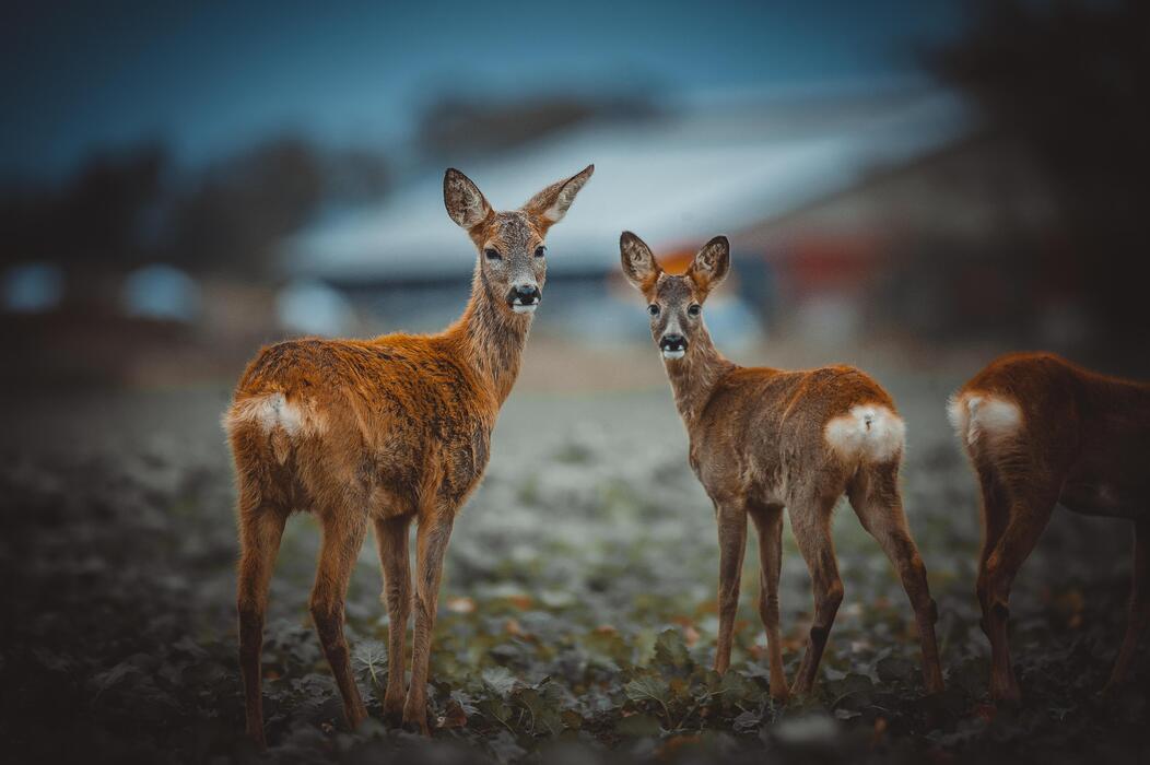 Wildlife Stock Photos, Images and Backgrounds for Free Download