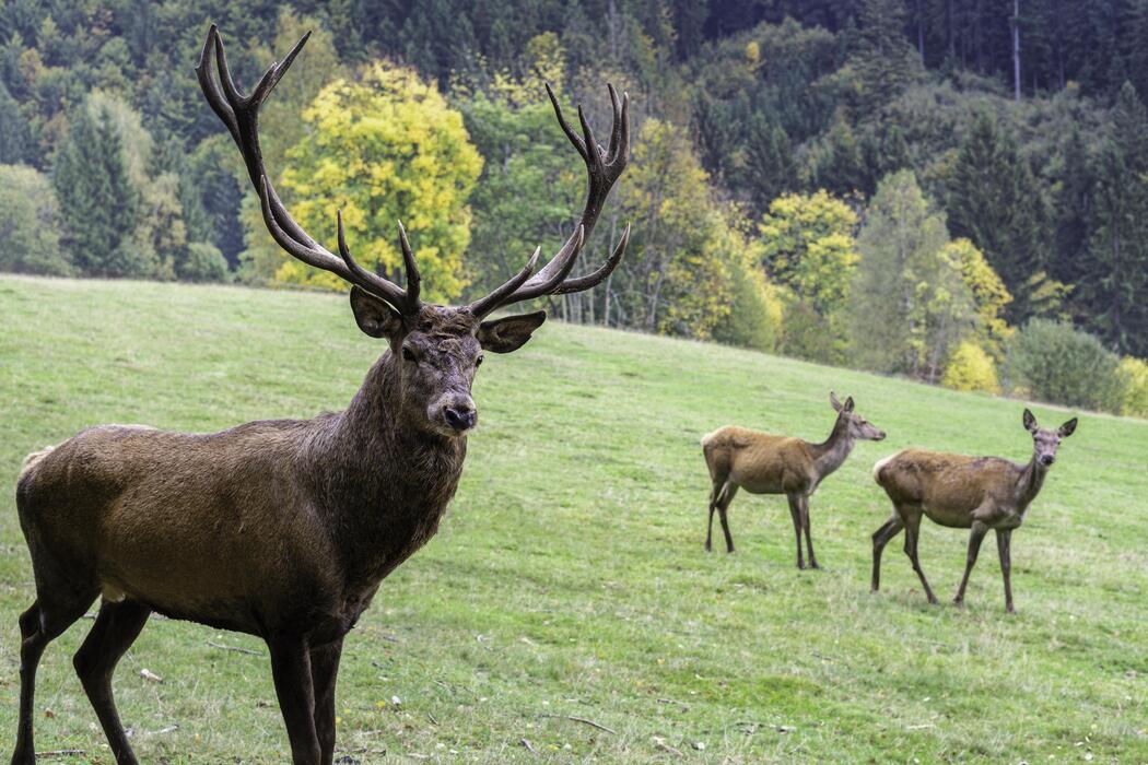 Deer Stock Photos, Images and Backgrounds for Free Download