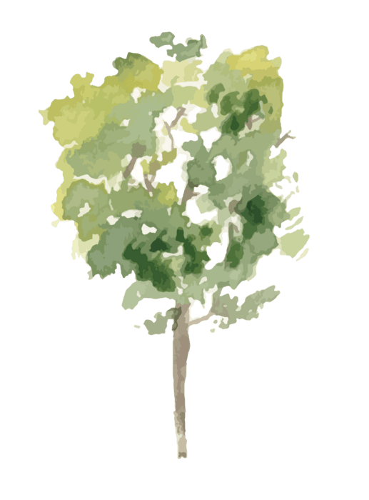Watercolor Trees PNGs for Free Download
