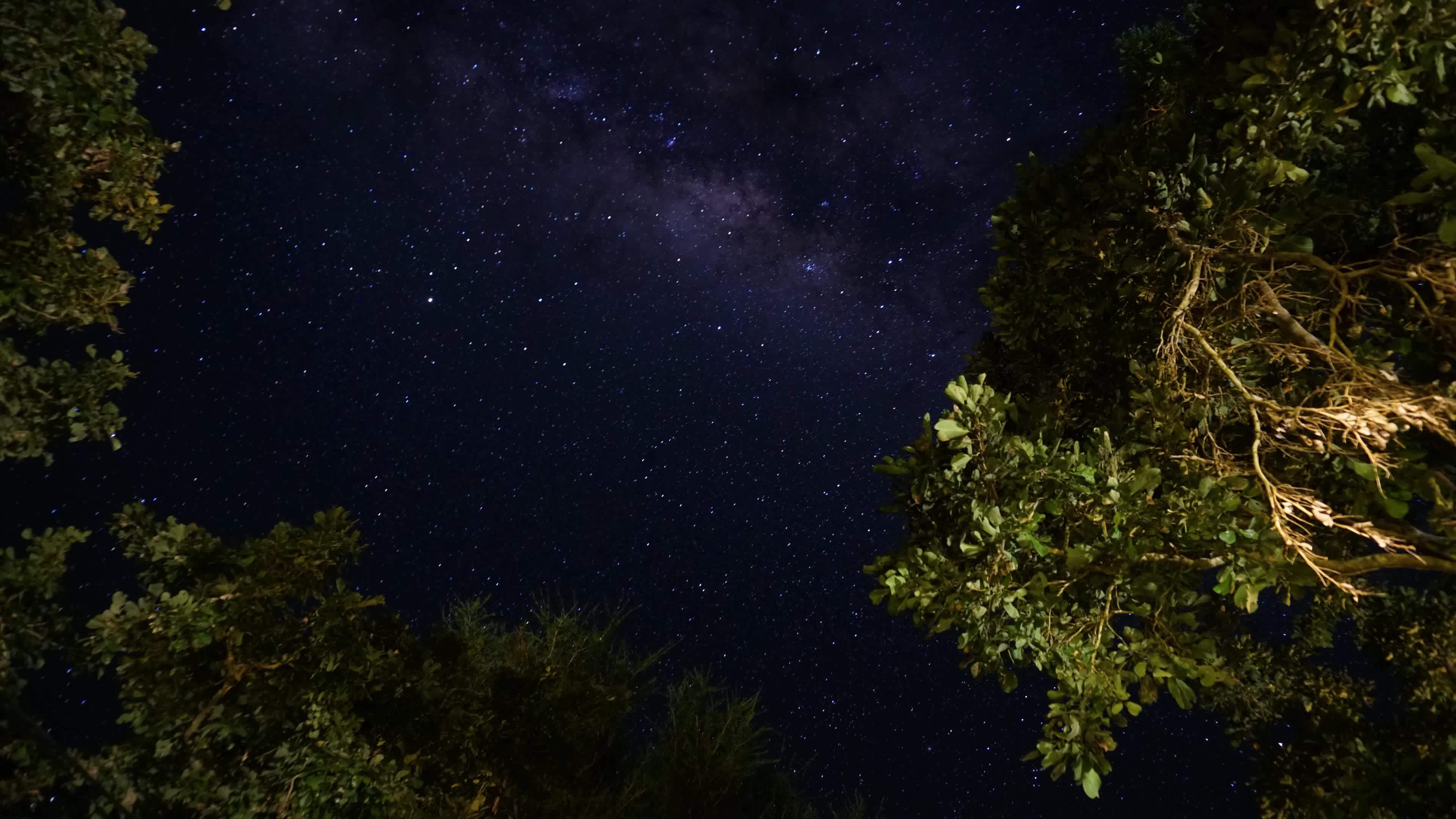 Night Sky Forest Stock Video Footage for Free Download