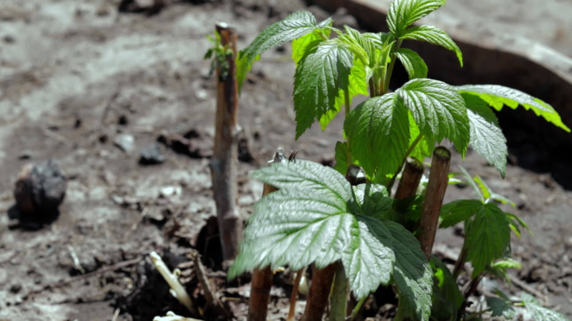 Small young raspberry bush in the ground. Gardening concept. Planting raspberry seedlings in ...
