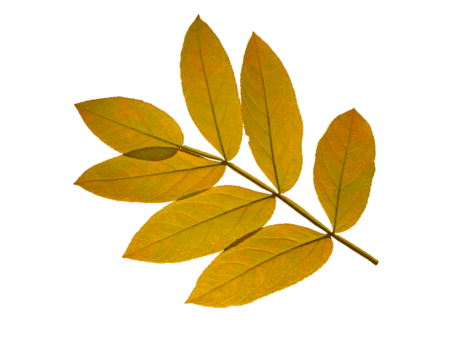 Golden Leaves PNGs for Free Download