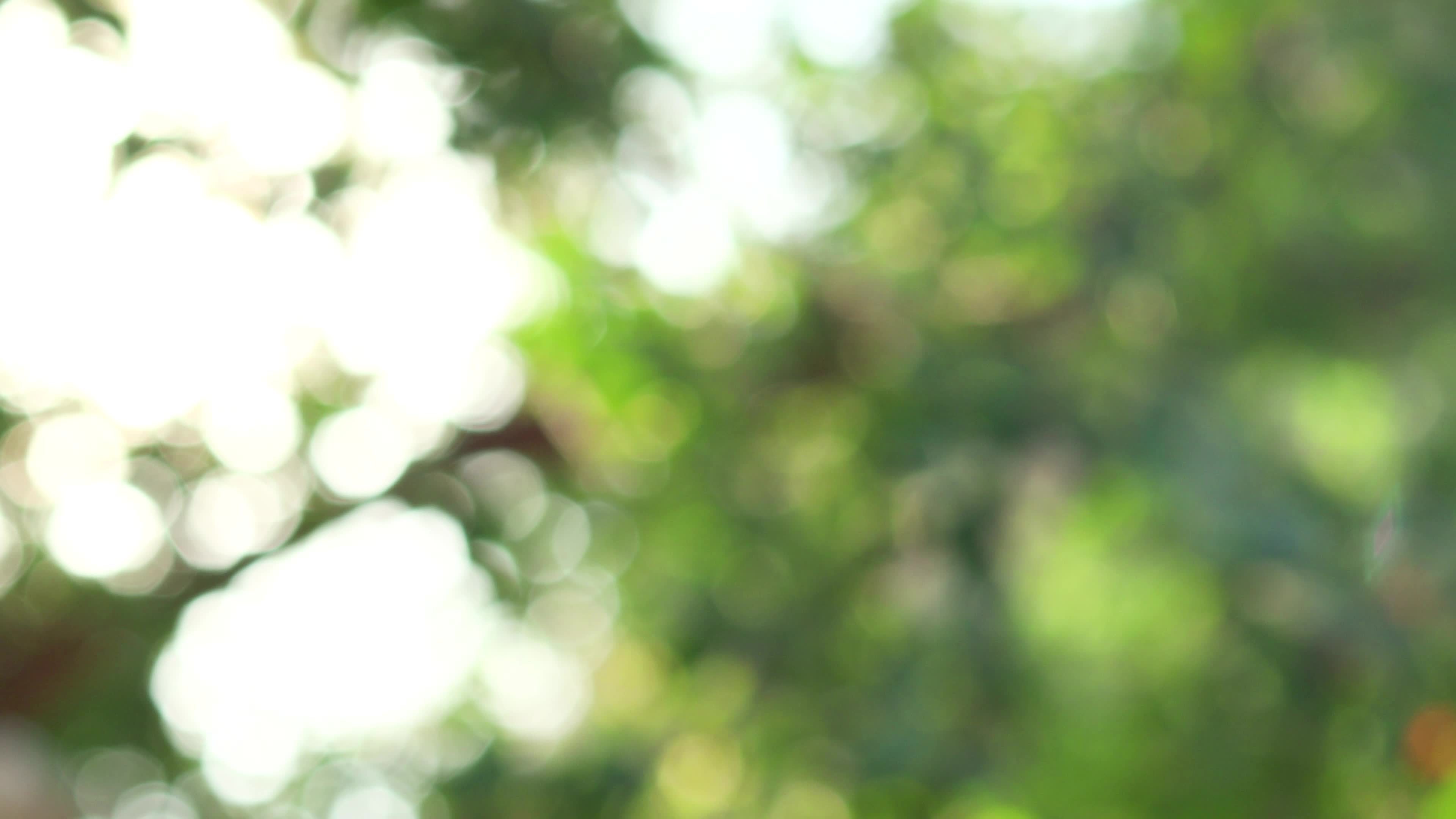 Beautiful Blurred Green Nature Bokeh Background With Sun Getting