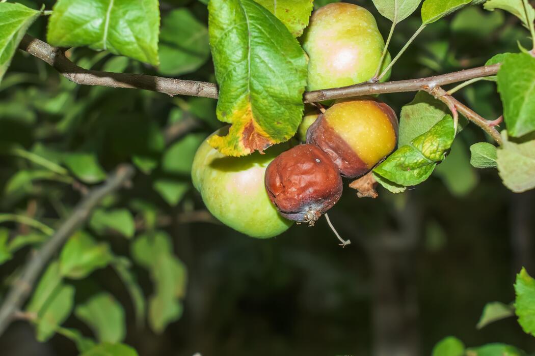 Spoiled Apple Stock Photos, Images and Backgrounds for Free Download