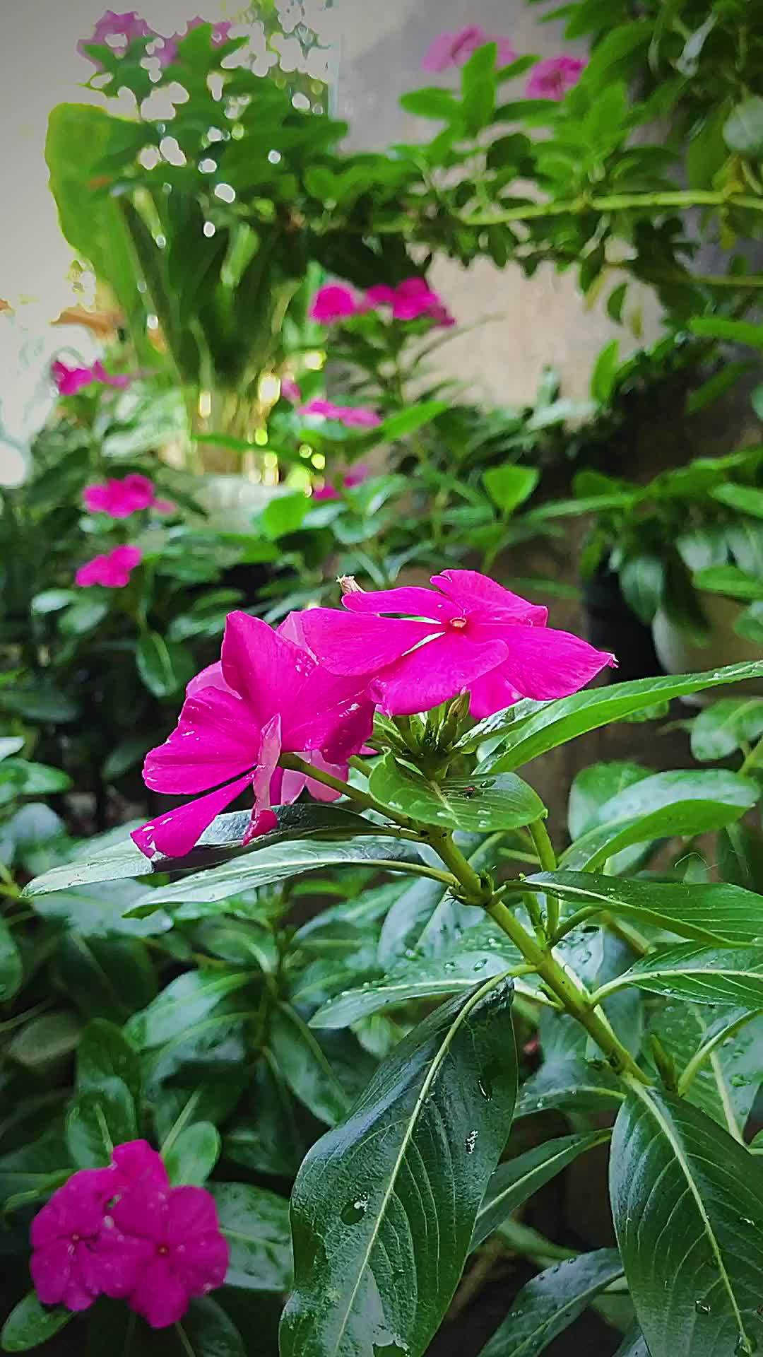 free video flowers 11363014 Stock Video at Vecteezy