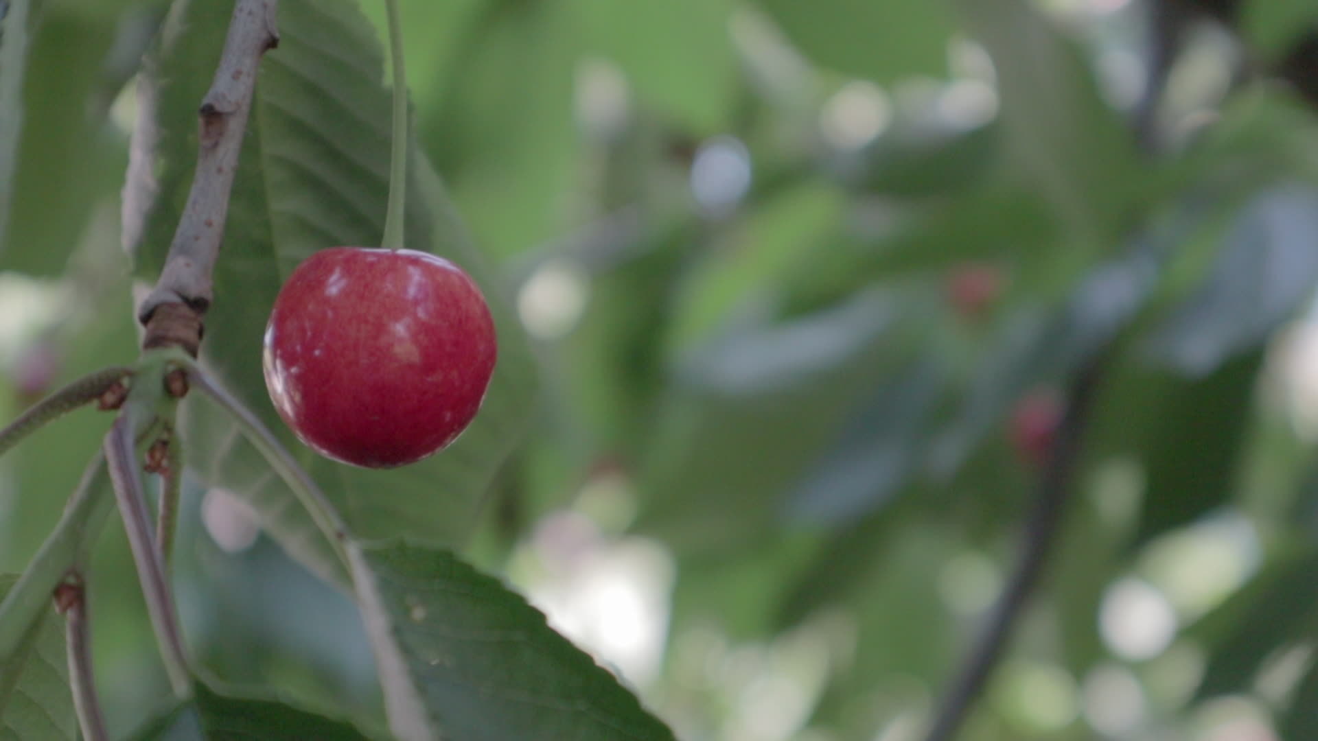 Red ripe cherry on a tree in summer time, slow motion. Fruits are high ...