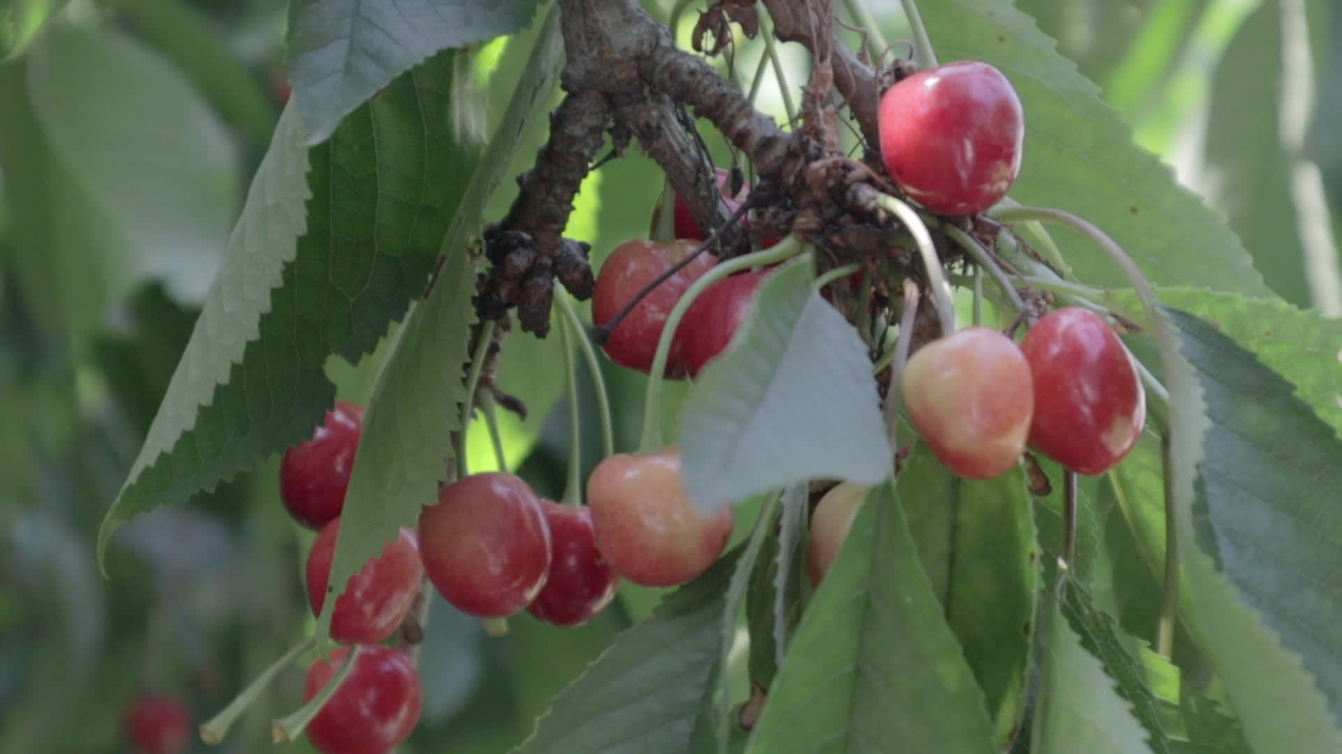 Red ripe cherry on a tree in summer time, slow motion. Fruits are high ...