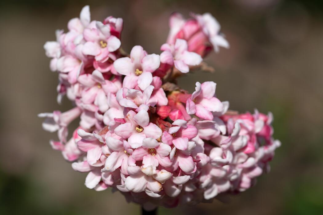 Viburnum Stock Photos, Images and Backgrounds for Free Download