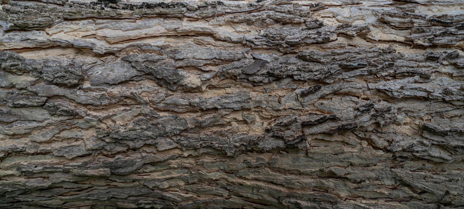 Log Texture Stock Photos, Images and Backgrounds for Free Download