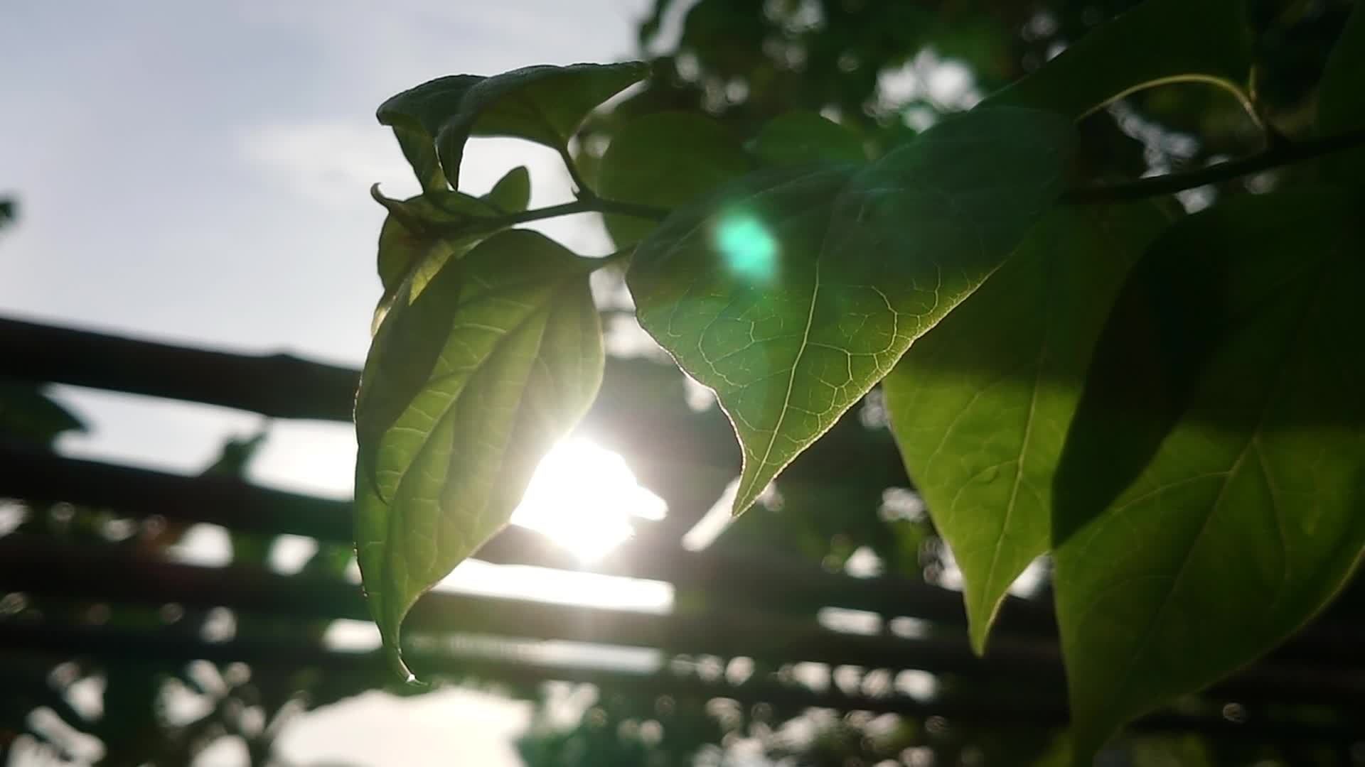 Nature Close up Background. Sun Shining Through Leaves. Close up Views 11645385 Stock Video at ...