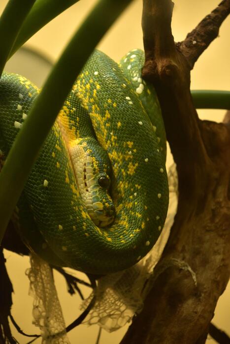 Green Tree Python Stock Photos, Images and Backgrounds for Free Download