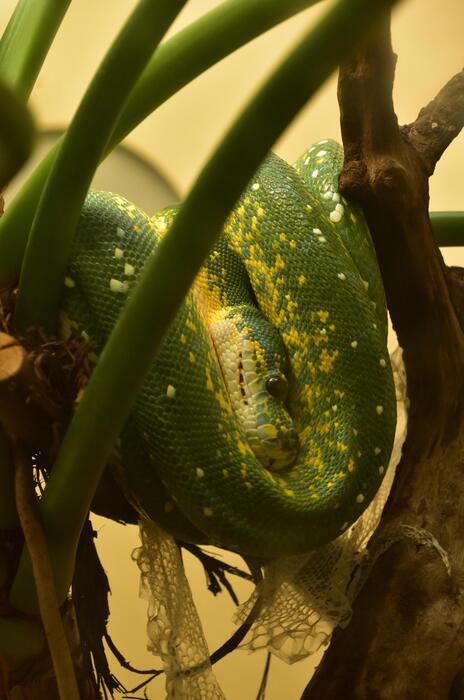 Green Tree Python Stock Photos, Images and Backgrounds for Free Download