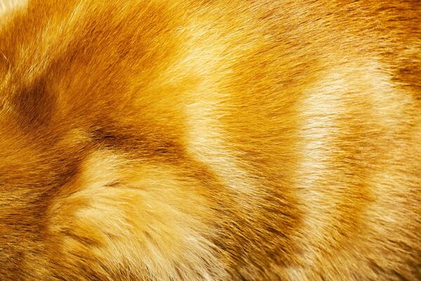 Cat Texture Stock Photos, Images and Backgrounds for Free Download