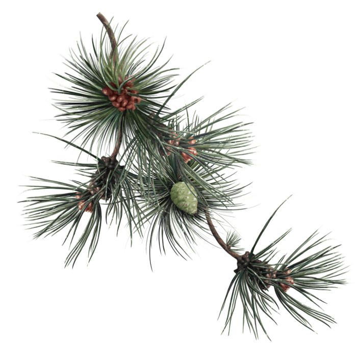Pine Branch PNGs for Free Download