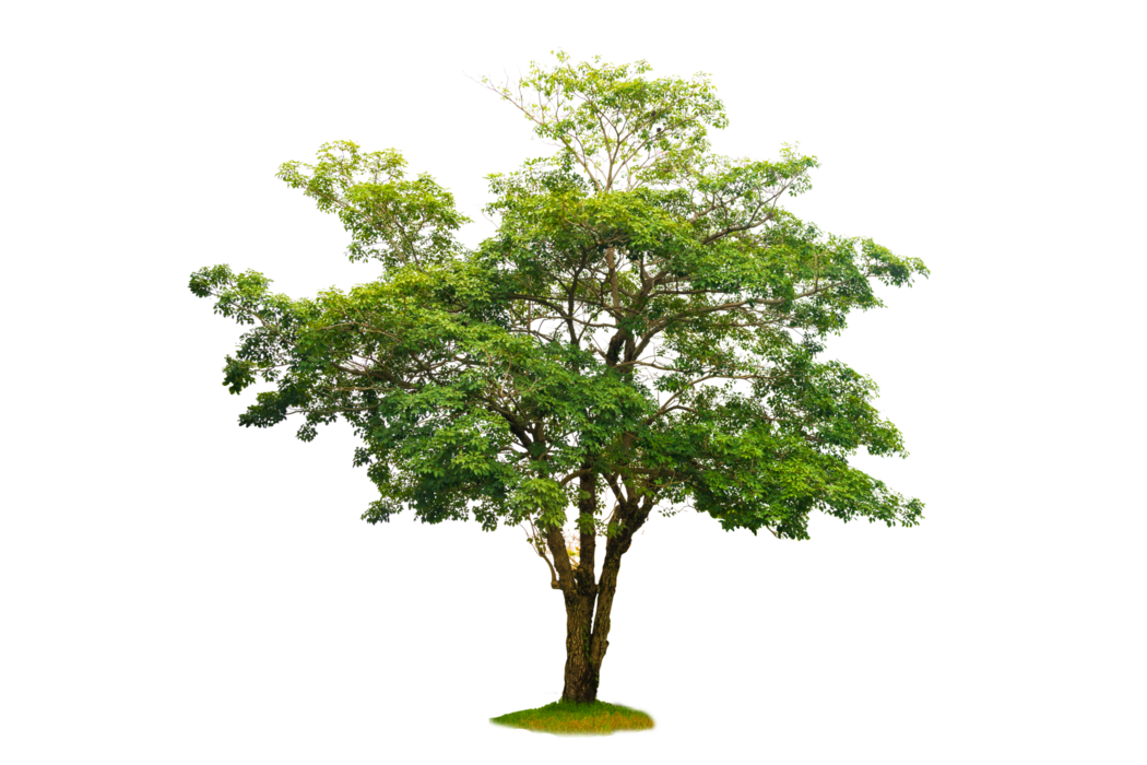 Animated Tree PNGs for Free Download