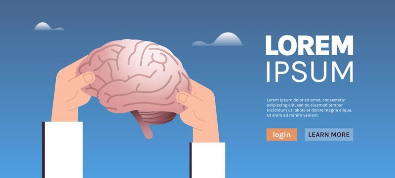 Human Brain Anatomy Vector Art Icons And Graphics For Free Download