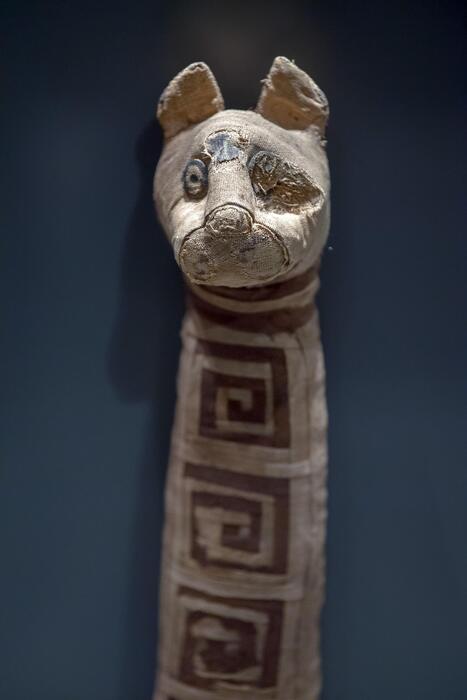 Mummy Cat Stock Photos, Images and Backgrounds for Free Download