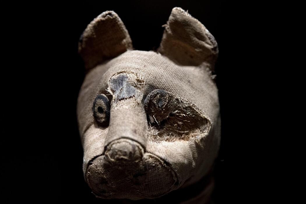 Mummy Cat Stock Photos, Images and Backgrounds for Free Download