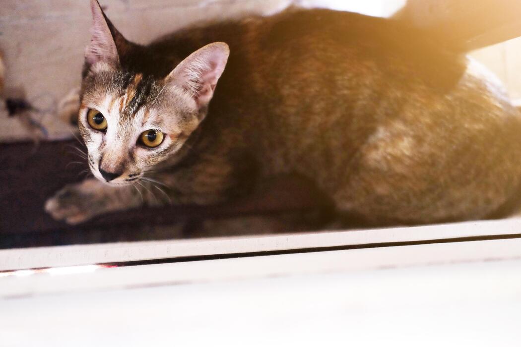 Mummy Cat Stock Photos, Images and Backgrounds for Free Download