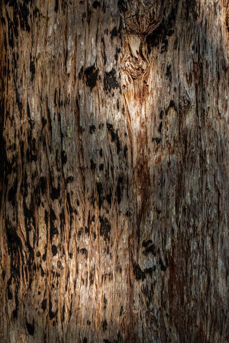 Tree Texture Stock Photos, Images and Backgrounds for Free Download