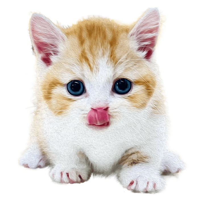 Funny Cat PNGs for Free Download