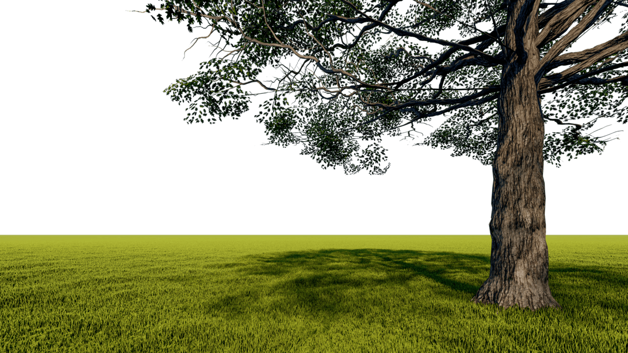 Tree Shadow PNGs for Free Download