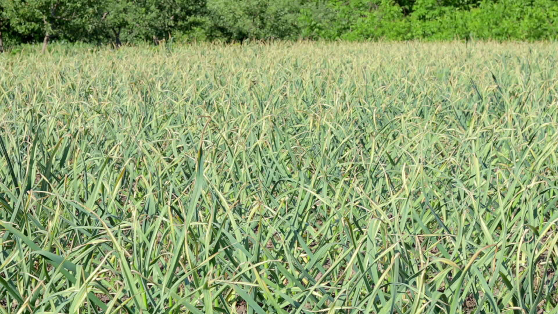 Garlic field in the landscape. Organic garlic grown in the countryside. Agricultural field of ...