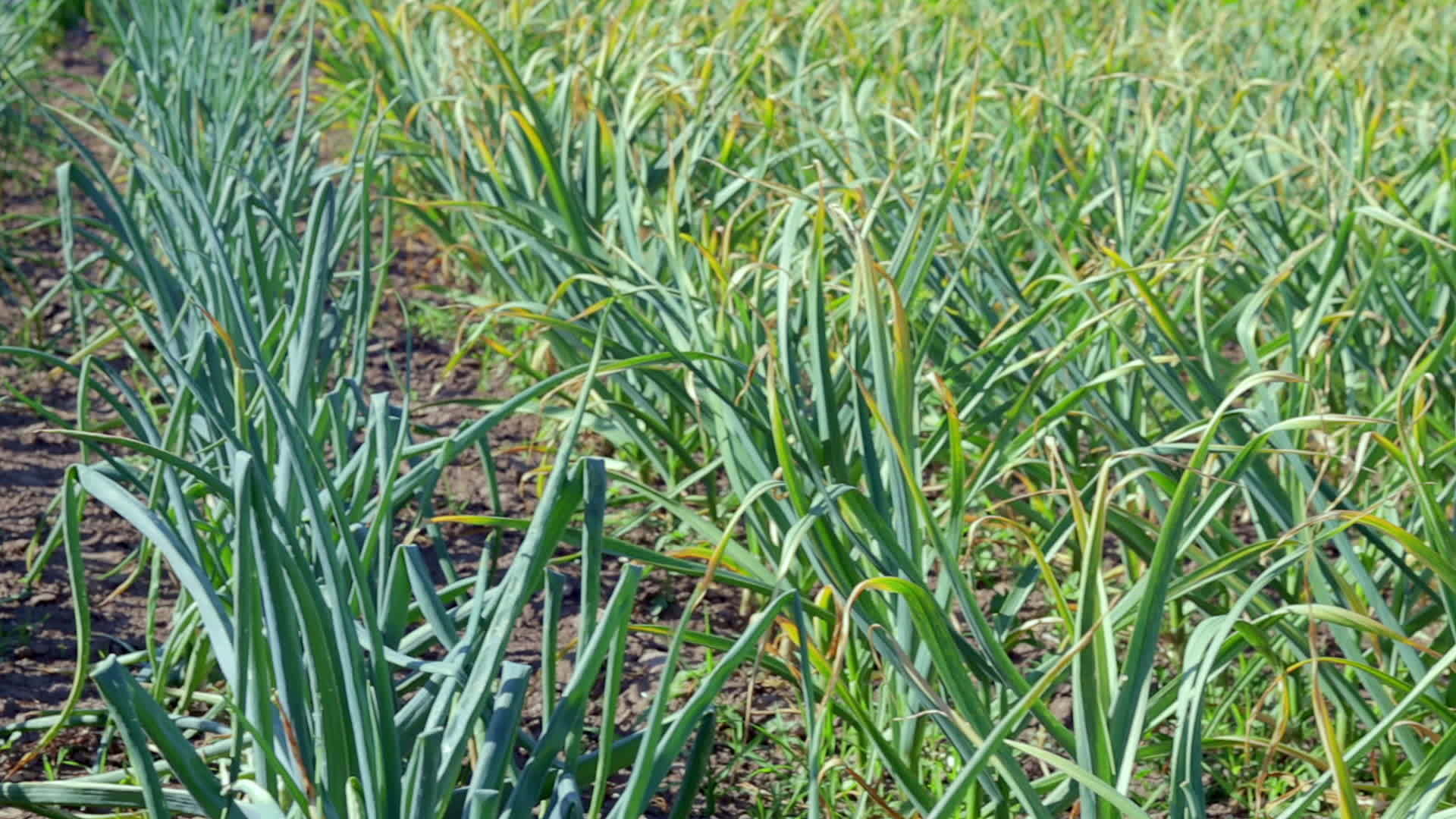 Garlic Field In The Landscape Organic Garlic Grown In The Countryside Agricultural Field Of