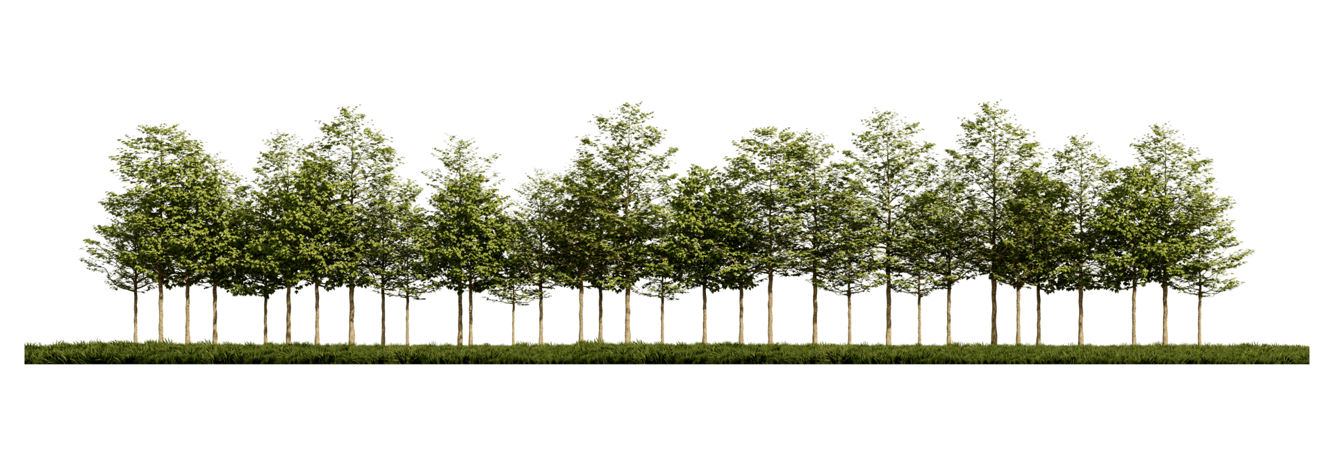 Line Of Trees PNGs for Free Download
